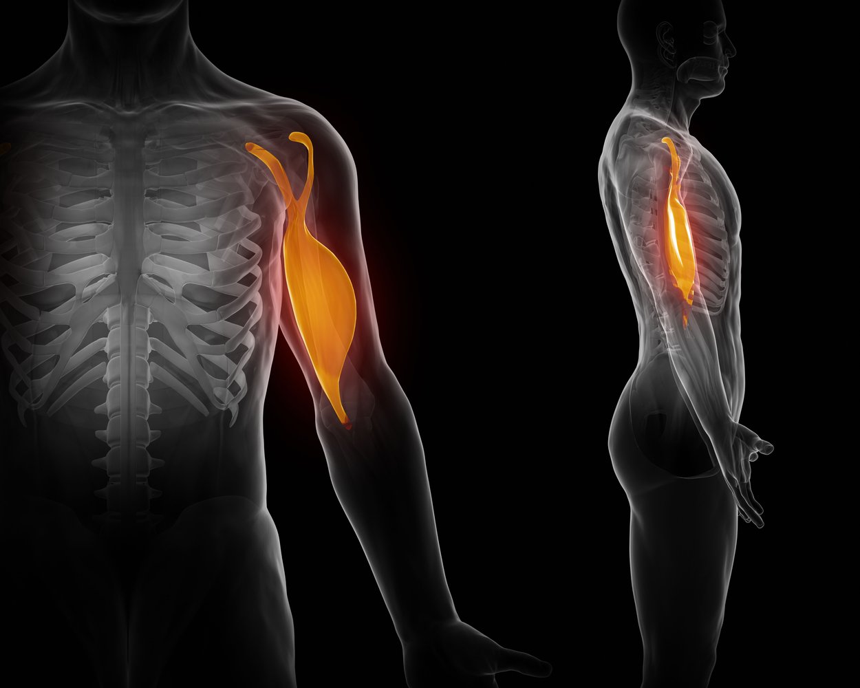 Bicep Workouts | Bicep Exercises | Dumbbell Curls | Cable Curls