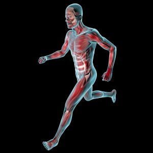 Longest, Strongest, and Biggest Muscles in the Body