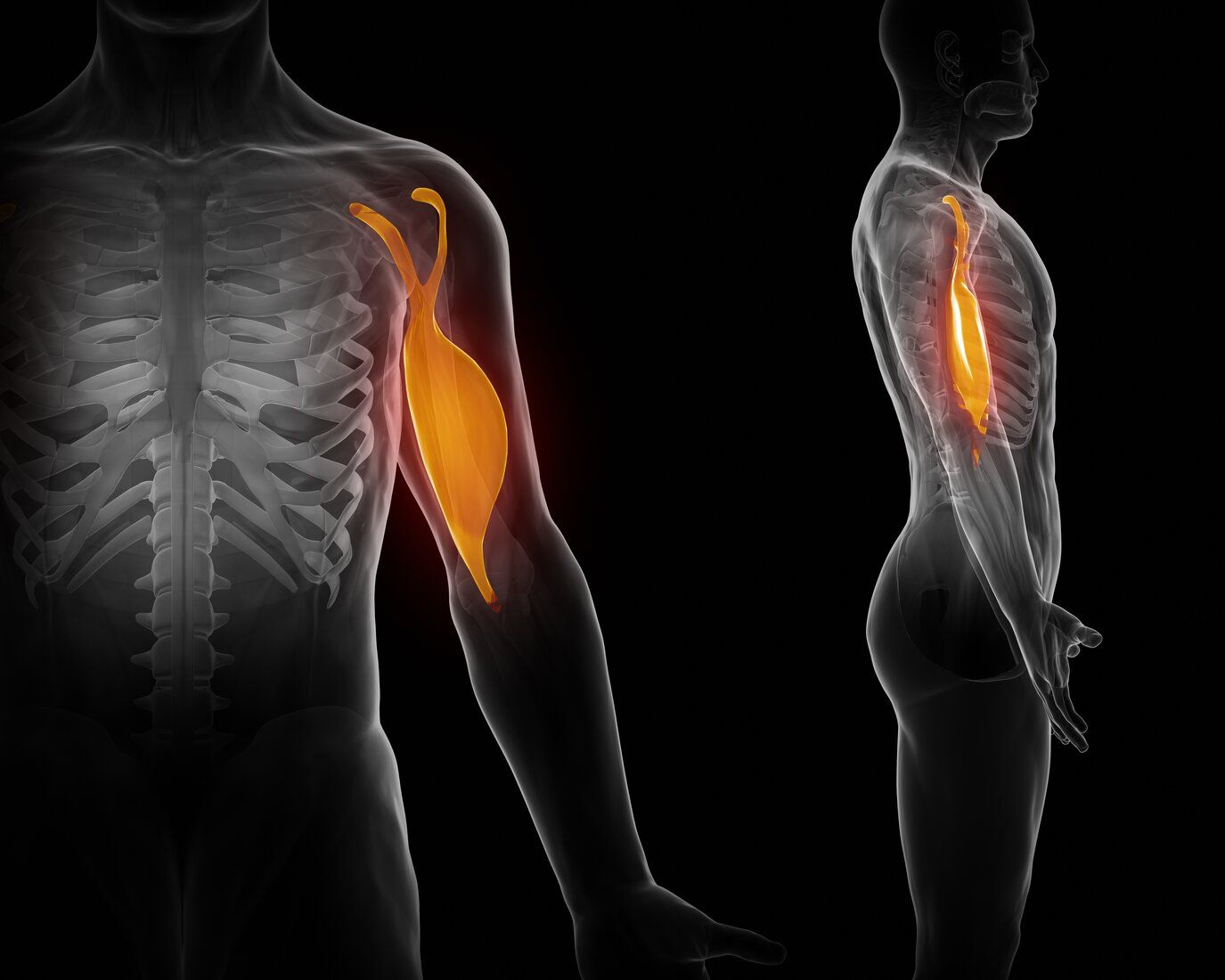 Bicep Workouts | Bicep Exercises | Dumbbell Curls | Cable Curls